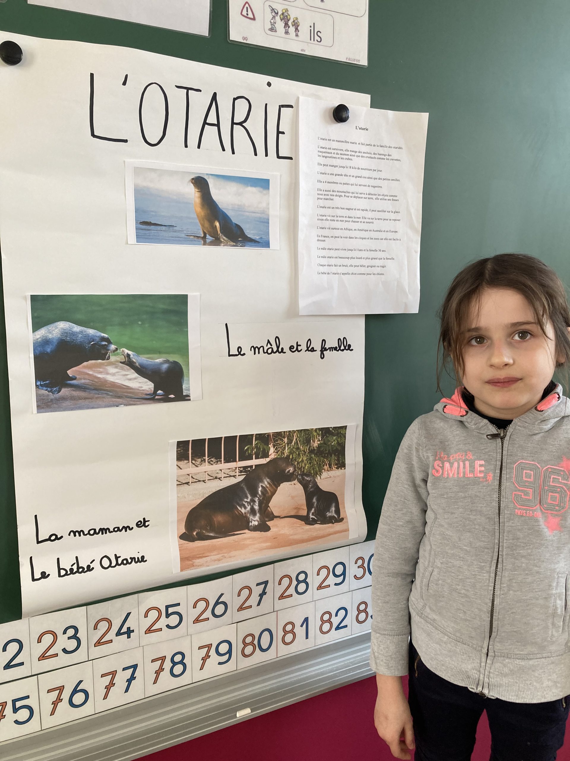Exposés sur les animaux marins